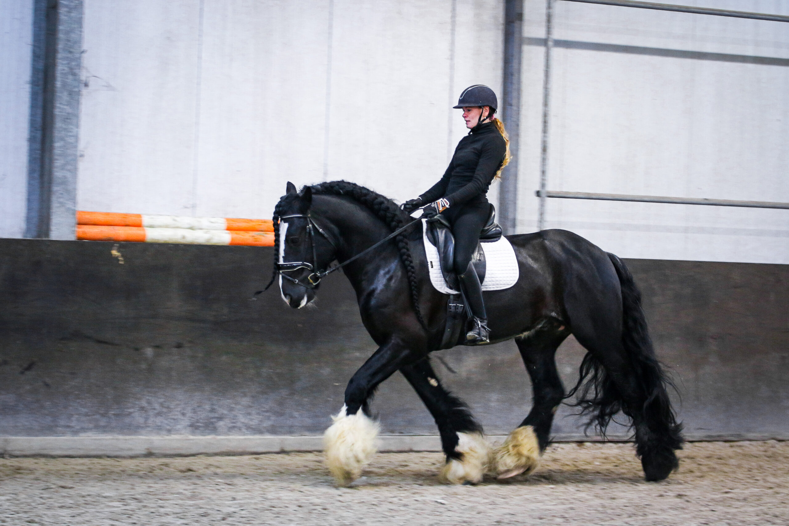 Experience – Royal Gypsy Vanners