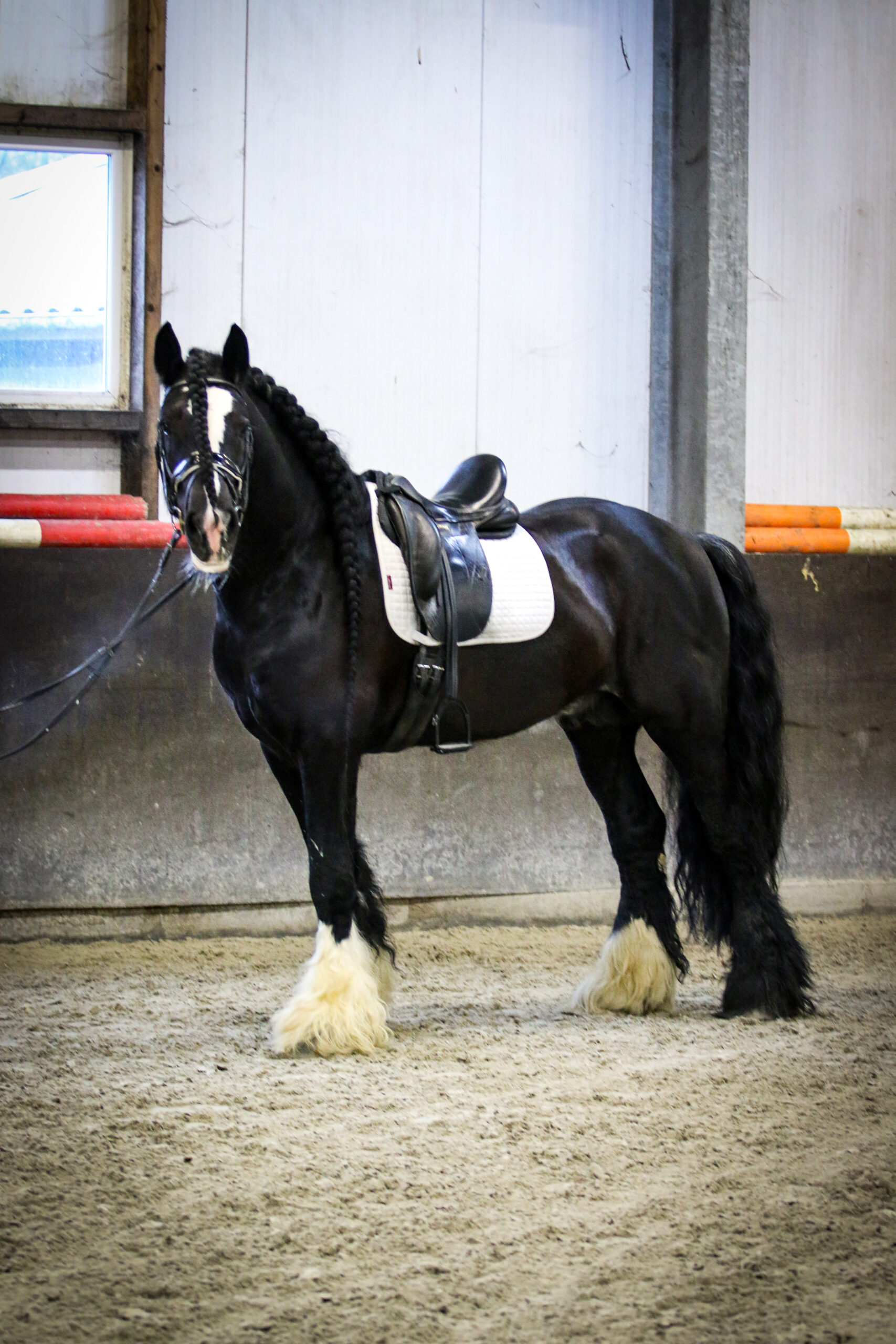 Experience – Royal Gypsy Vanners