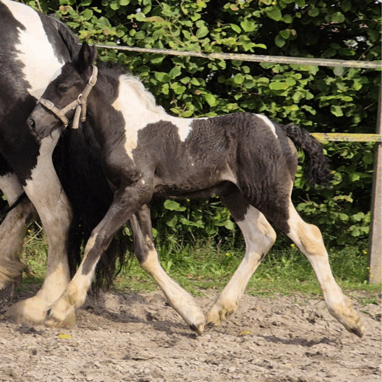 For sale – Royal Gypsy Vanners
