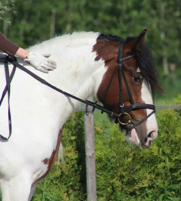 Pricing – Royal Gypsy Vanners